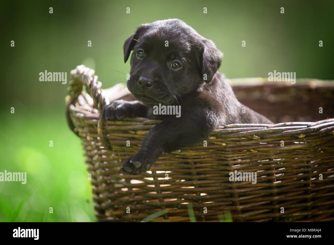 Small black Labrador puppy in basket, Germany Stock Photo - Alamy