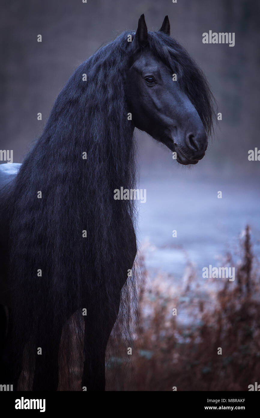 Elegant black frieze with very long mane, attentive, animal portrait ...