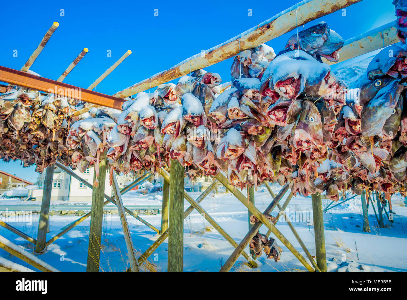 Traditional way of drying cod stock fish in Lofoten Islands Stock Photo ...