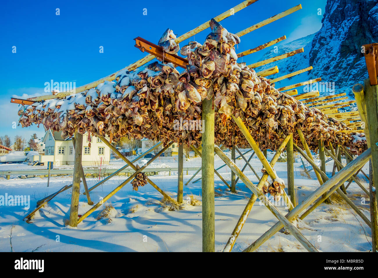 Traditional way of drying cod stock fish in Lofoten Islands Stock Photo ...