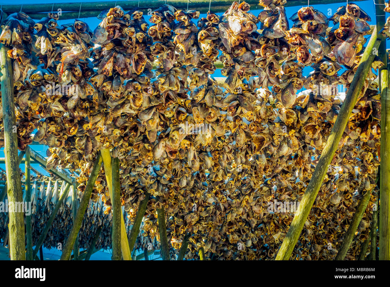 View of traditional way of drying cod stock fish heads, hanging from a ...