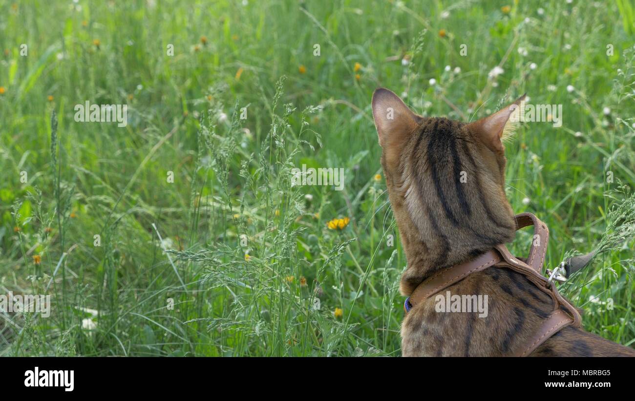 Bengal cat walks in the grass. He shows different emotions. The cat ...