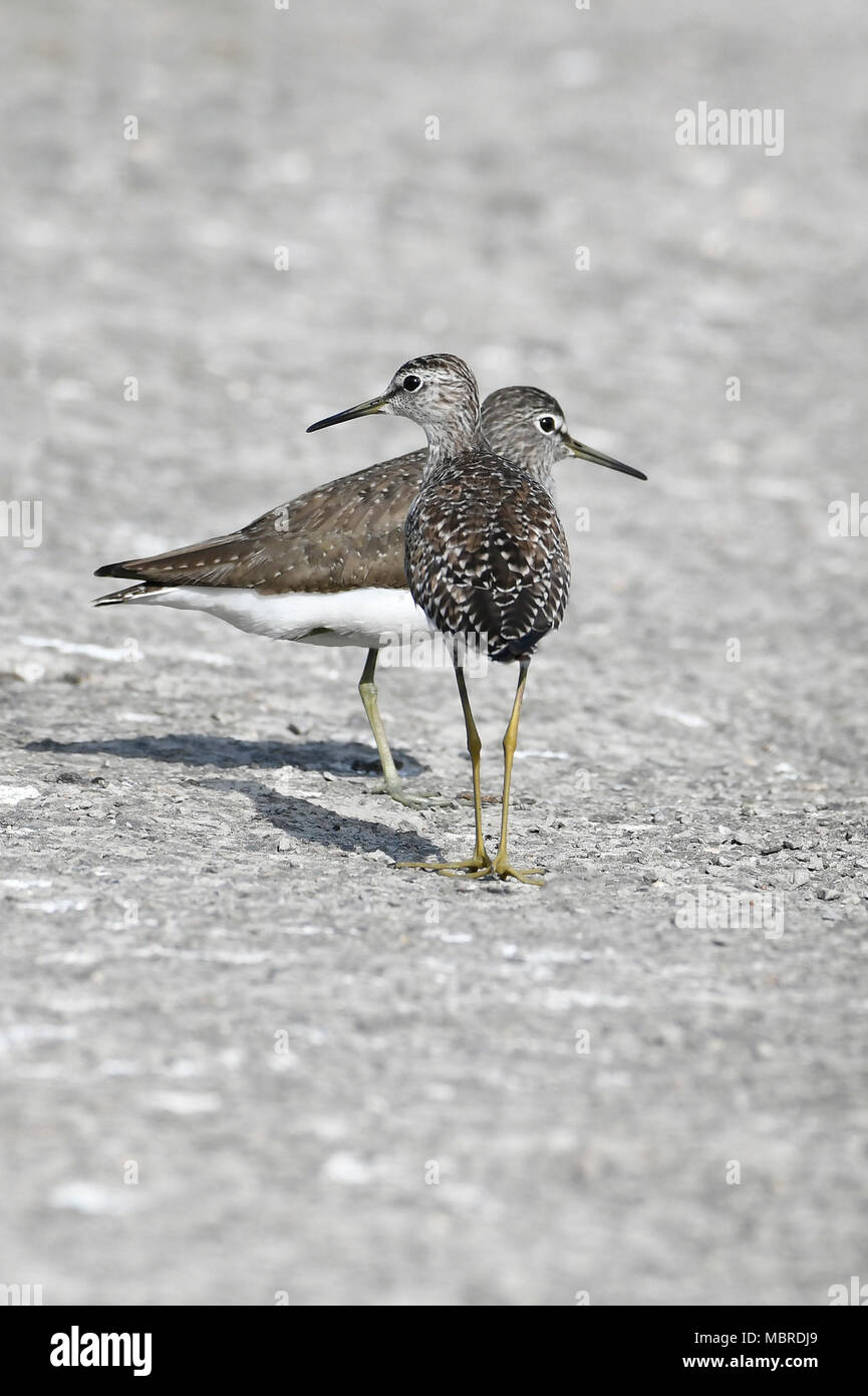 Female sandpiper hi-res stock photography and images - Alamy