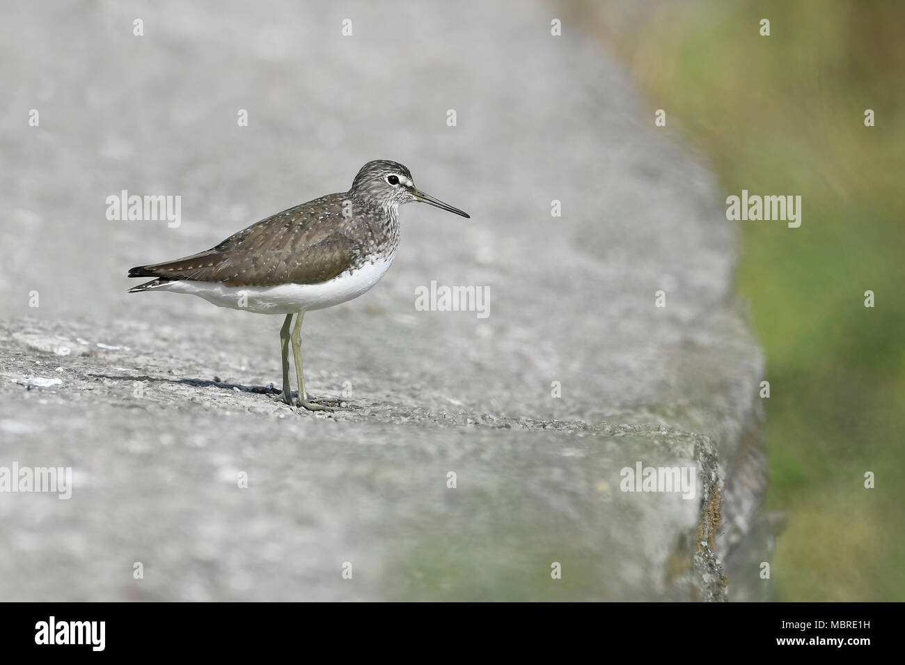 Common sandpiper india hi-res stock photography and images - Alamy