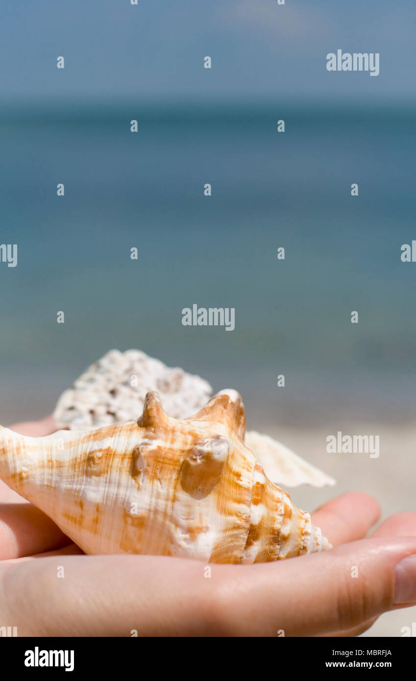 hands with shells on sea background Stock Photo - Alamy