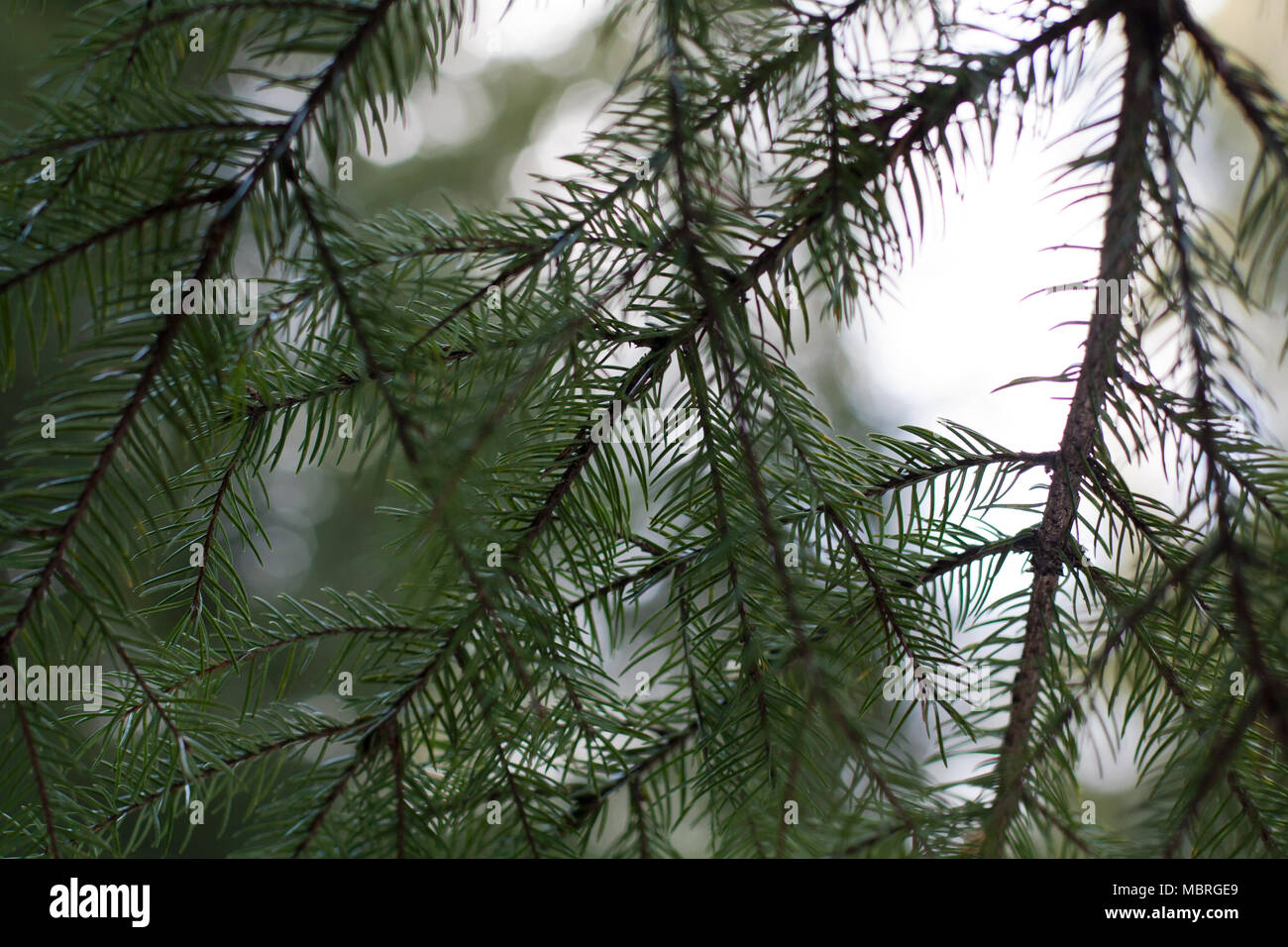 Below the spruce tree branch in mountains forest Stock Photo - Alamy