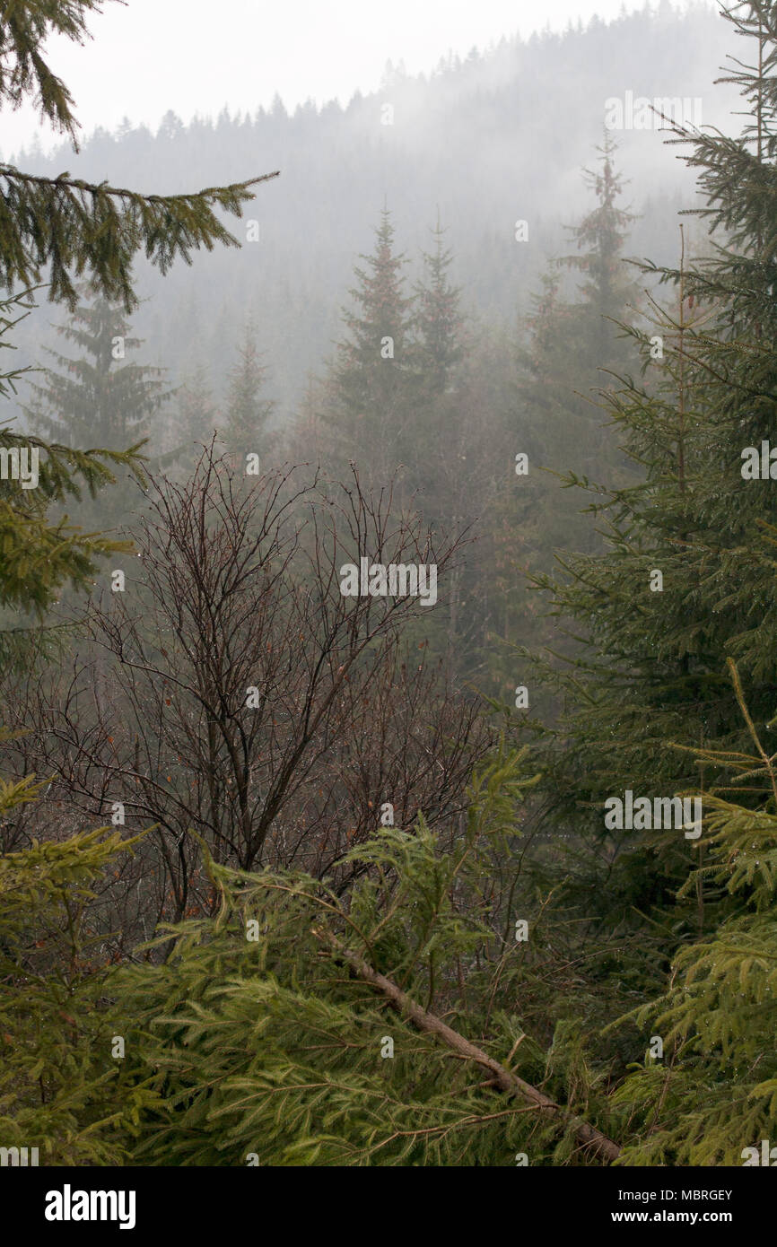 Conifer trees and shrubs with misty mountains forest hill on the ...