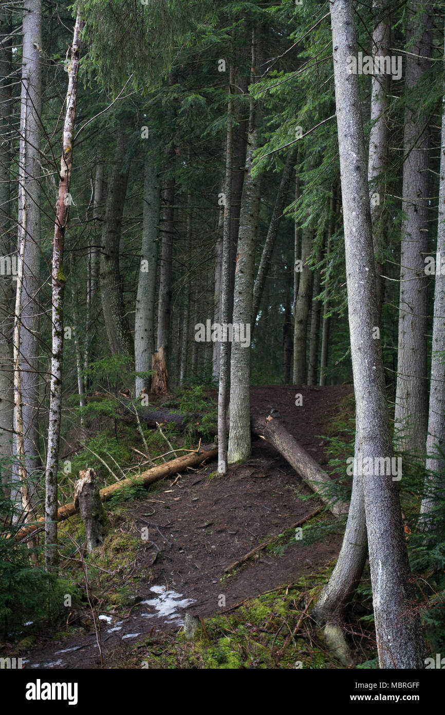 Birch and spruce tree trunks with a fallen tree log on the mountains ...