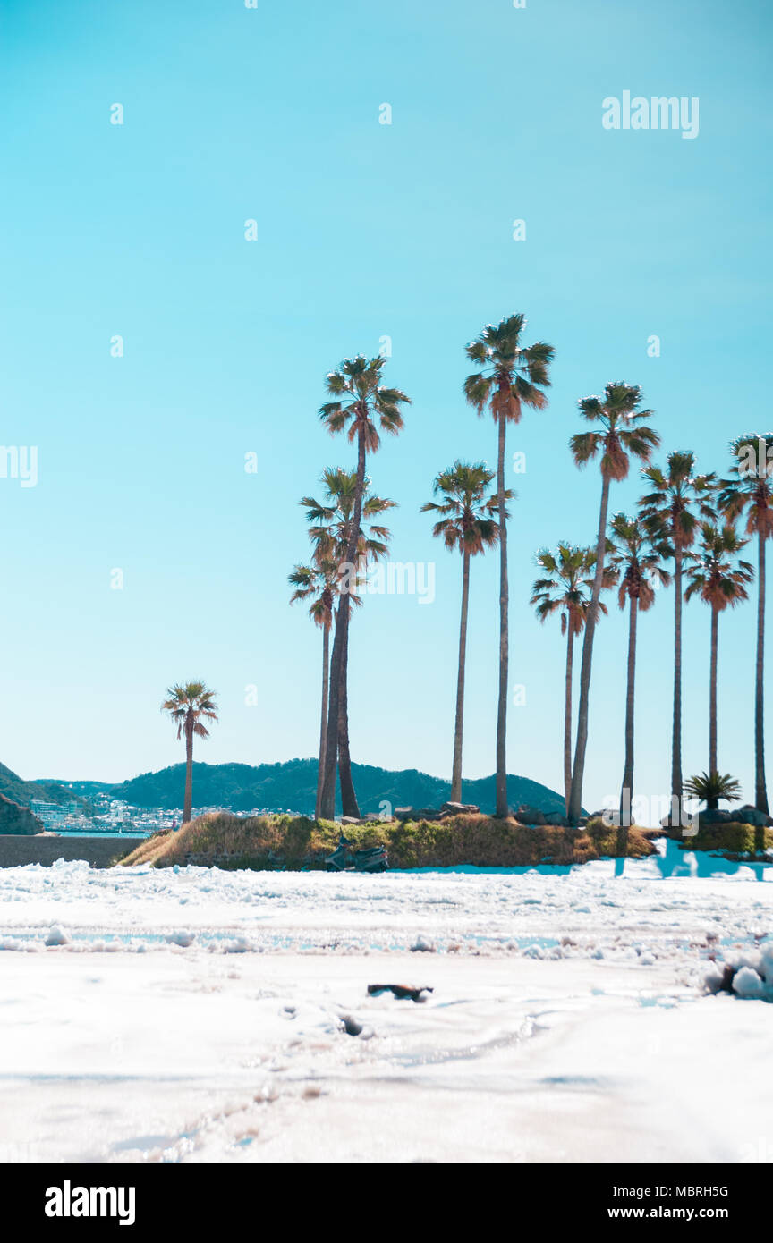 Palm Trees and Snow in Hayama, Japan. Hayama is known as the Japanese ...