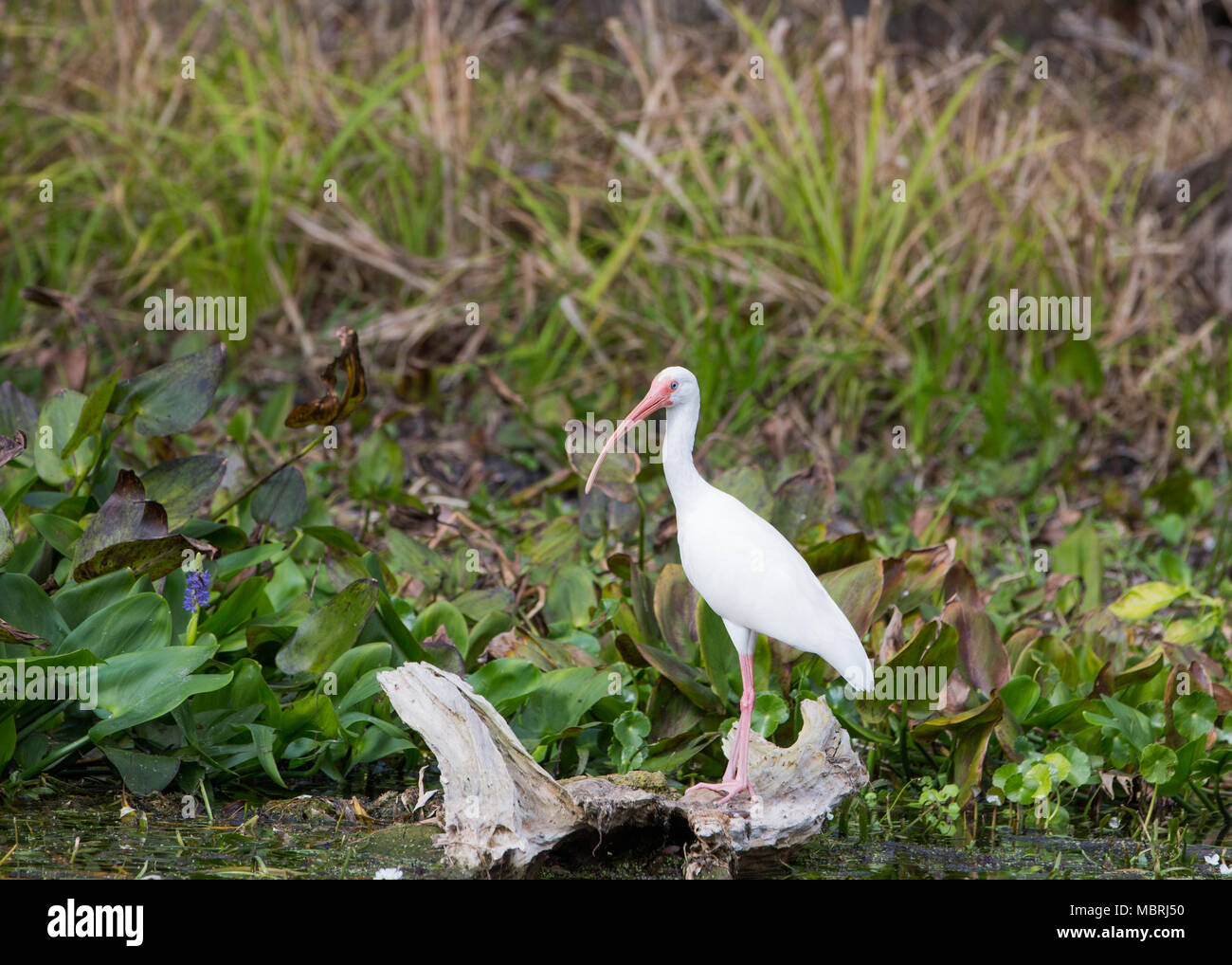 White Ibis setting on drift wood at Silver Springs Florida Stock Photo ...