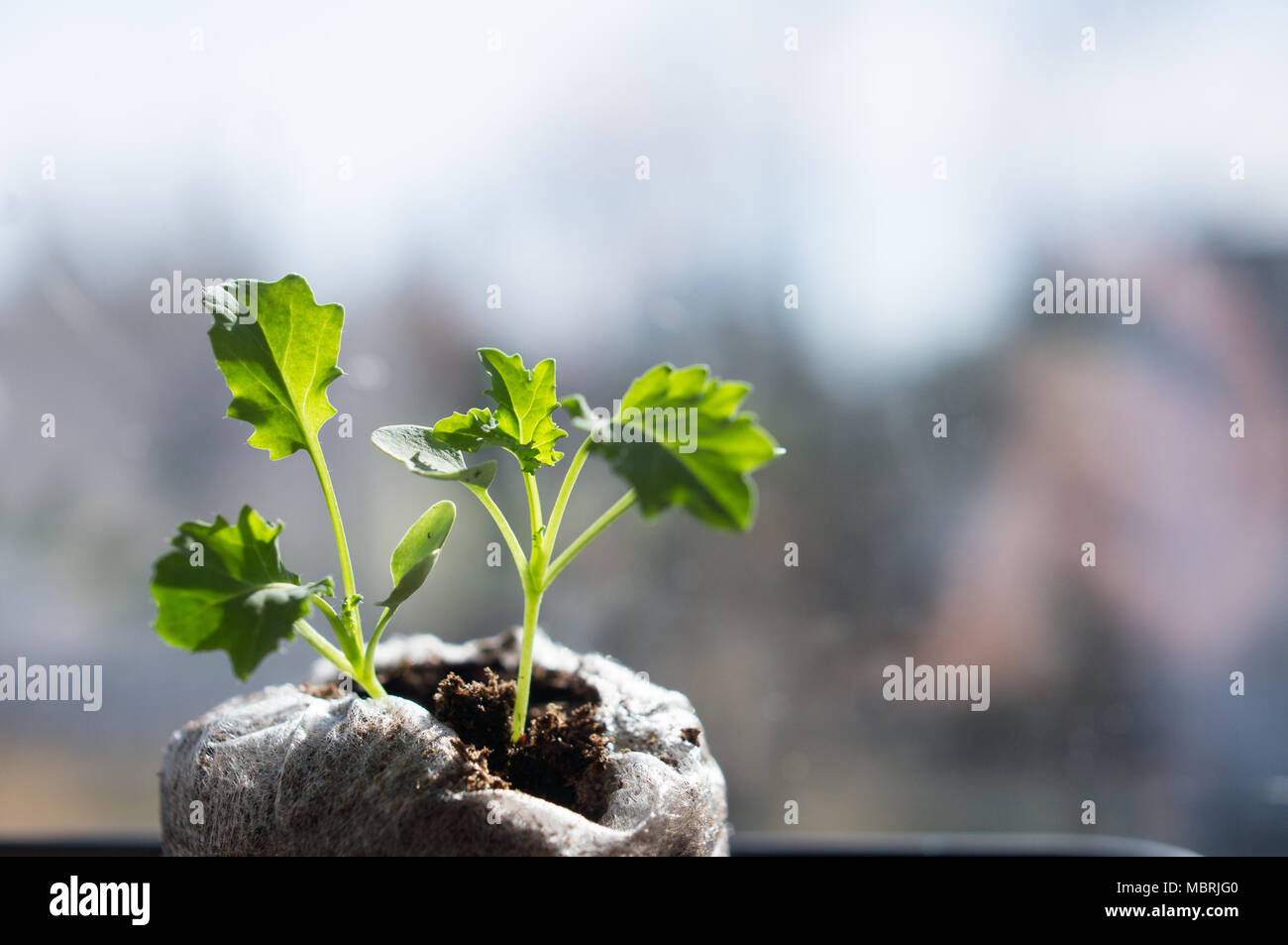 Spring seedlings hi-res stock photography and images - Alamy