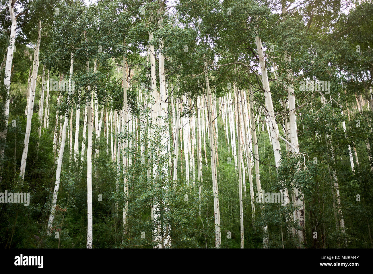 Dense aspen stand hi-res stock photography and images - Alamy