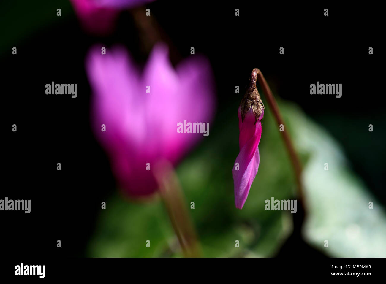 Cyclamen hederifolium wild hi-res stock photography and images - Alamy