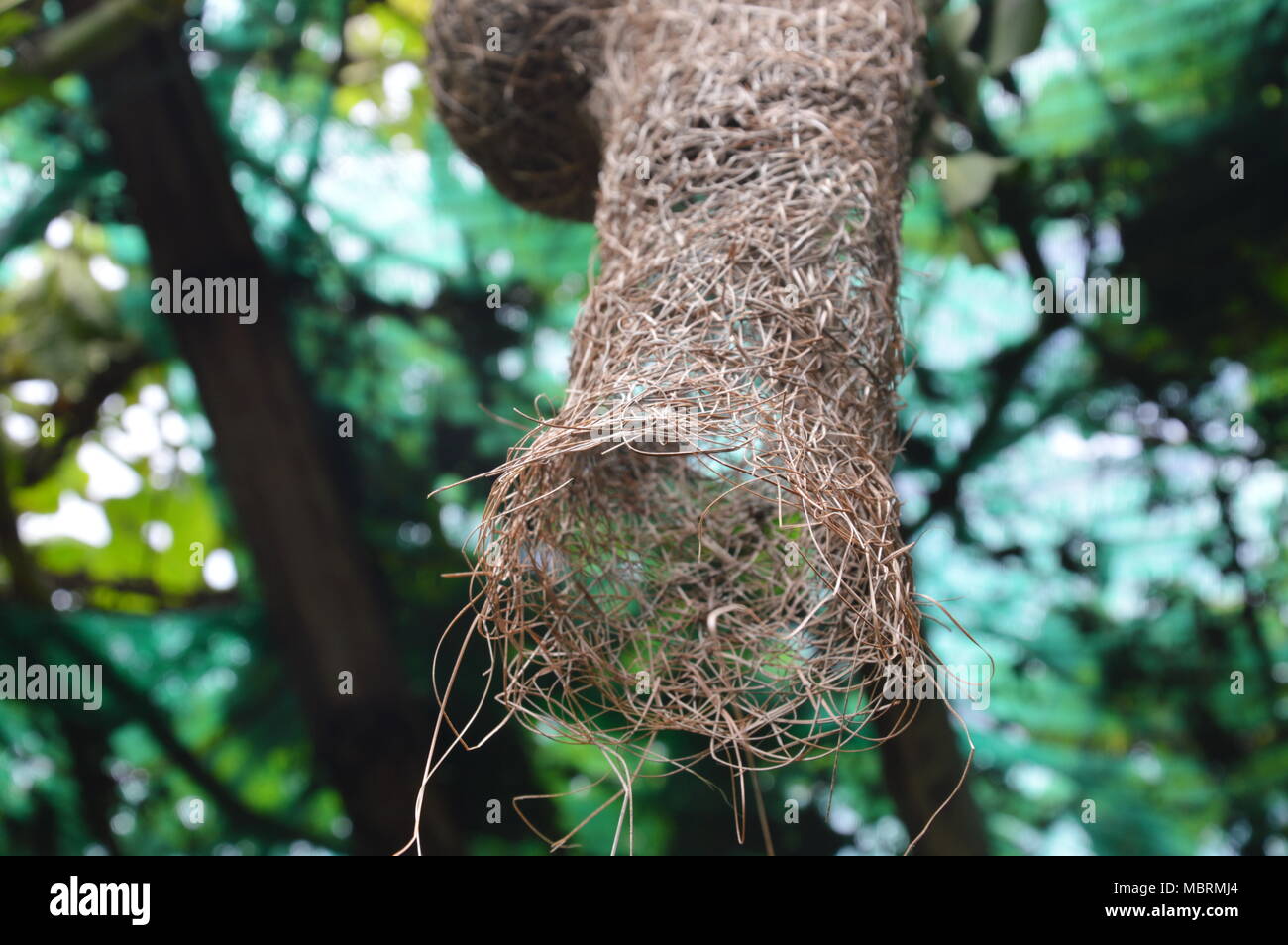 dried bird nest hanging from branch in garden Stock Photo - Alamy
