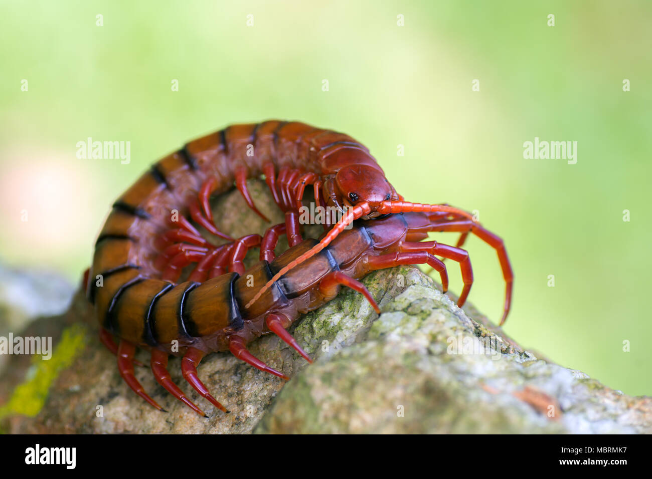 Centipede colors hi-res stock photography and images - Alamy