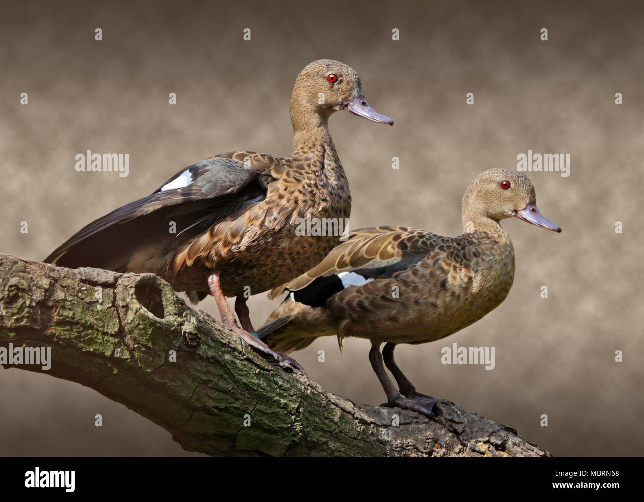 Bernieri hi-res stock photography and images - Alamy