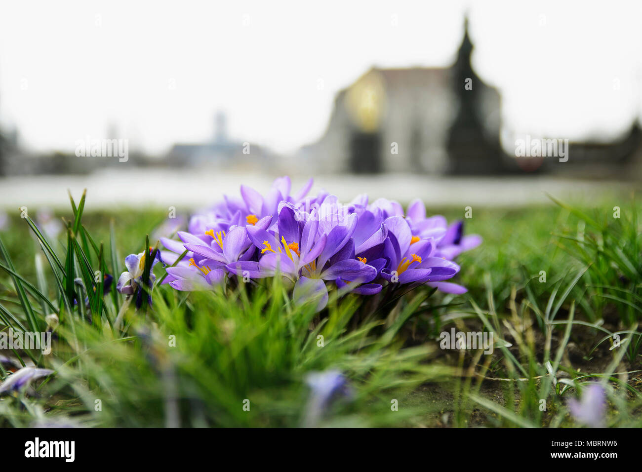 Purple outlines hi-res stock photography and images - Alamy
