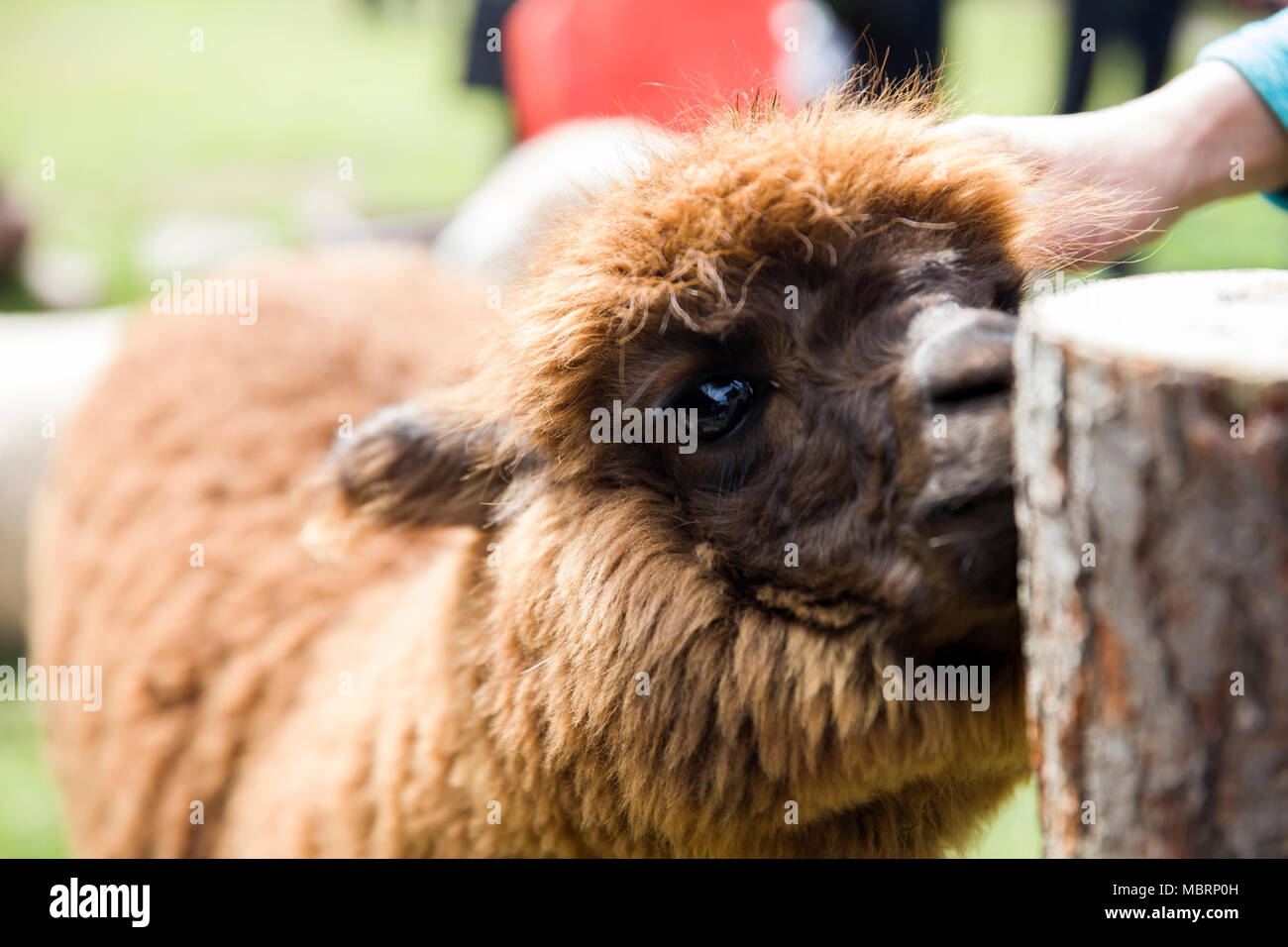 Cute little baby alpaca from Peru Stock Photo - Alamy