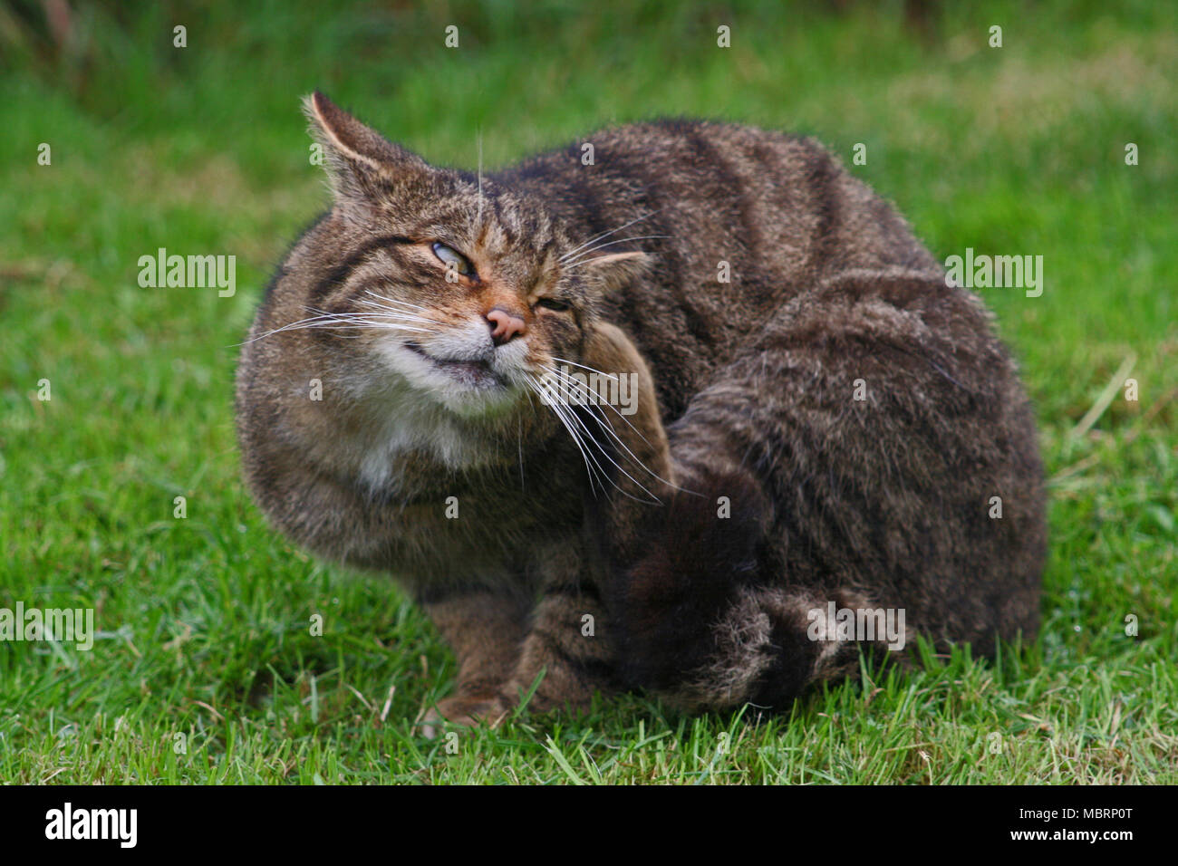 The Scottish Wildcat is rare and endangered Stock Photo - Alamy