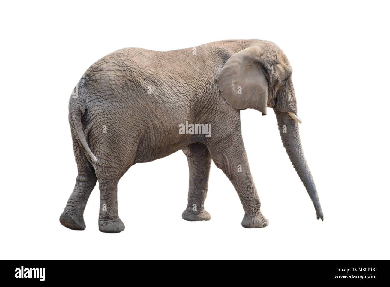 Big gray elephant isolated on white background Stock Photo - Alamy