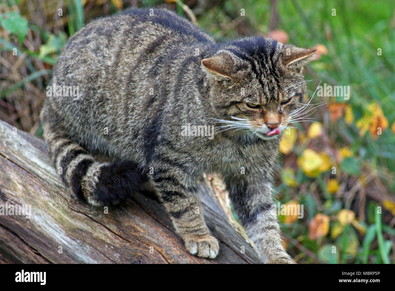 The Scottish Wildcat is rare and endangered Stock Photo - Alamy