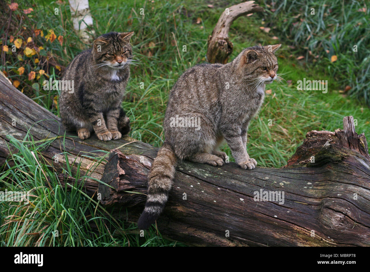 The Scottish Wildcat is rare and endangered Stock Photo - Alamy