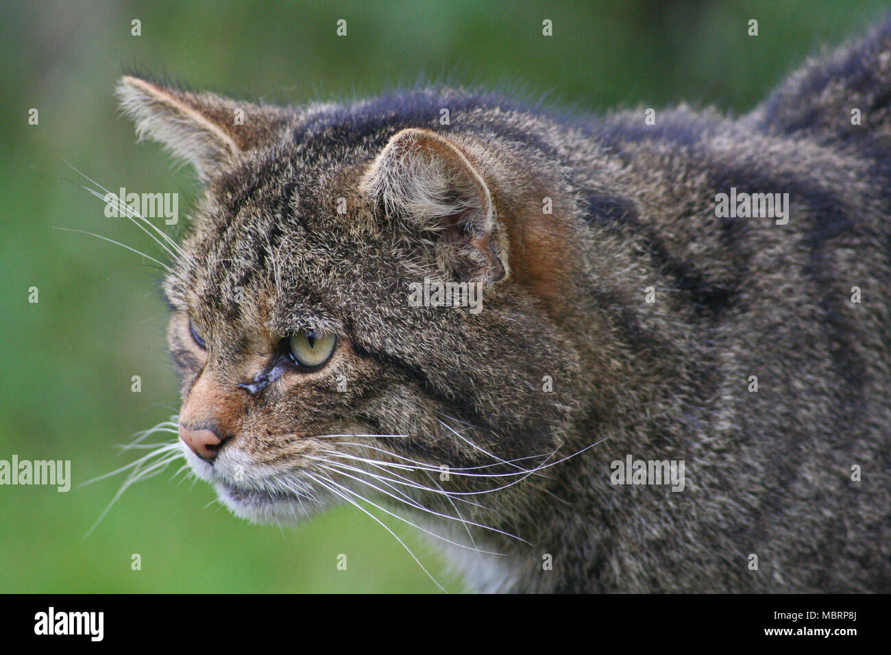 The Scottish Wildcat is rare and endangered Stock Photo - Alamy