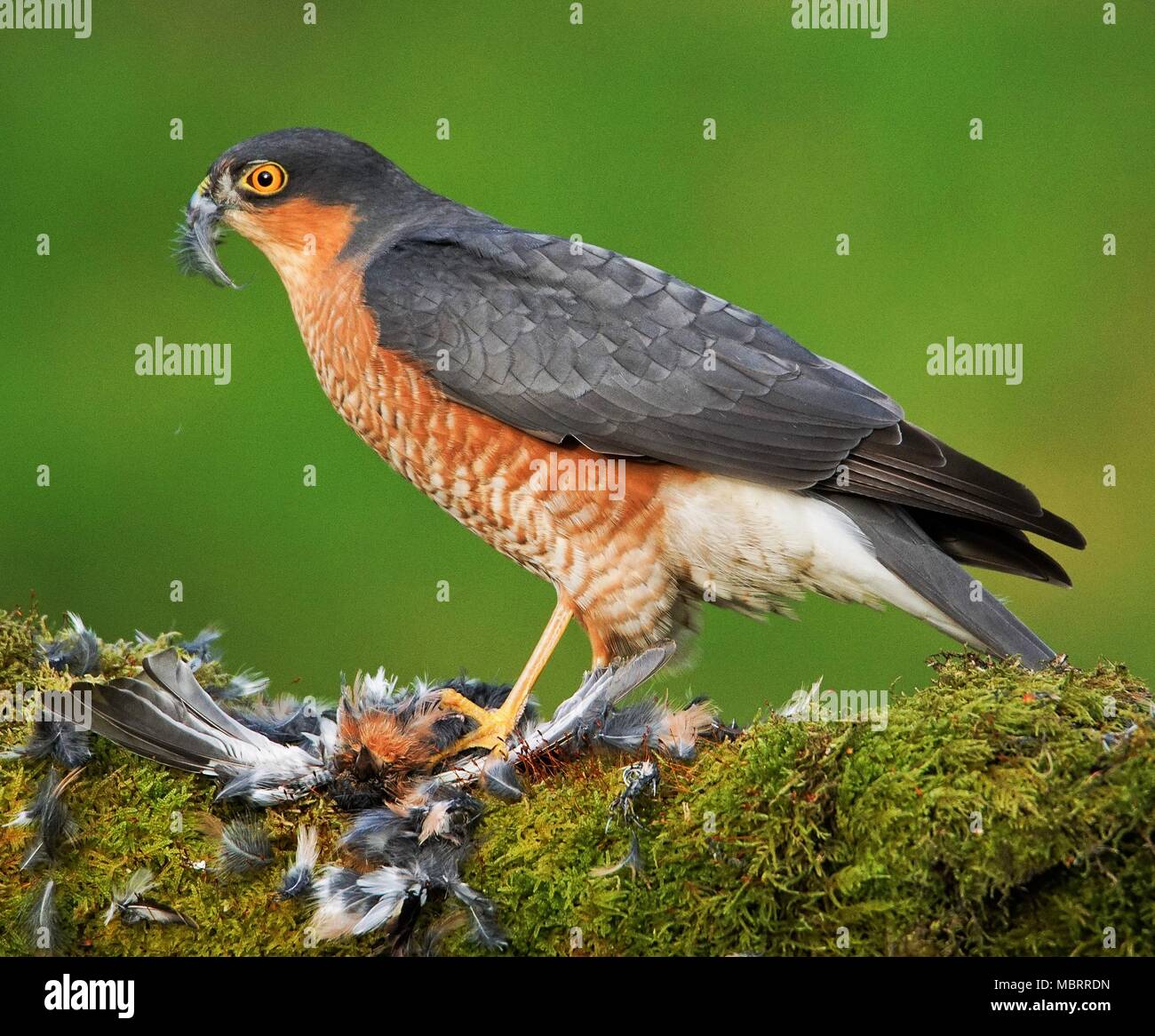 Scottish raptor hi-res stock photography and images - Alamy