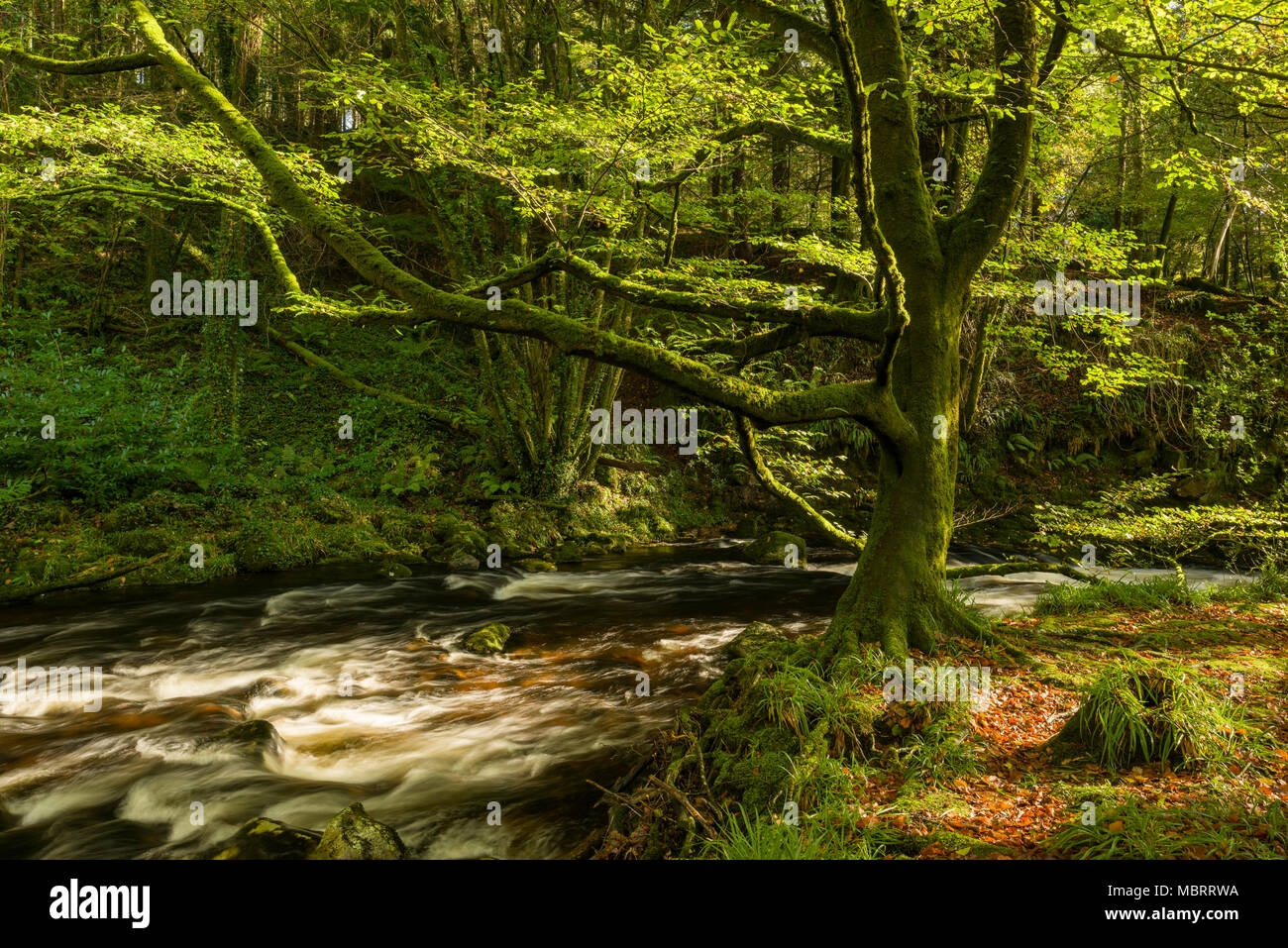 The River Erme flowing though autumn woodland on the edge of the ...