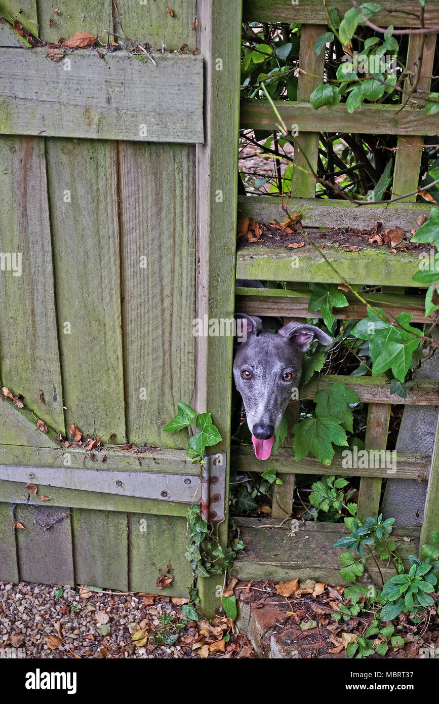 A blue whippet dog looking through an old garden fence Stock Photo - Alamy