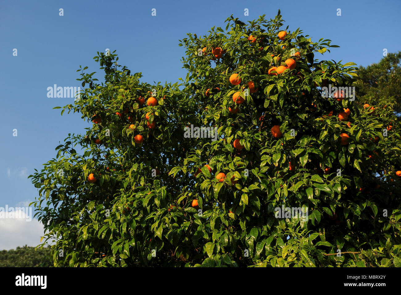 Orange tree in Giardino degli Aranci (The Garden of the Oranges) on ...