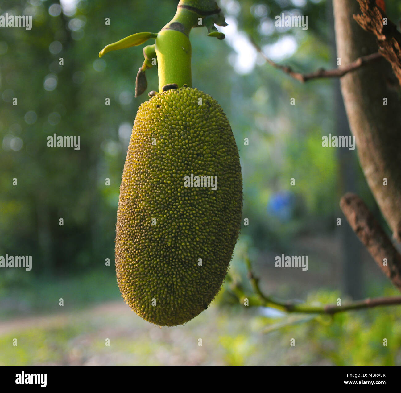 Jack fruit, wild jack fruit, jack fruit in a tree, Indian jack fruit ...