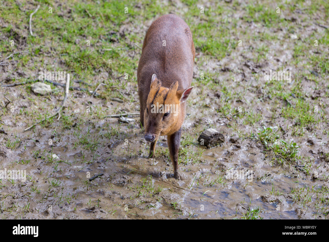Muntjac deer fawn hi-res stock photography and images - Alamy