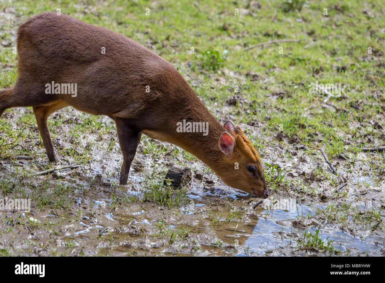 Muntjac deer fawn hi-res stock photography and images - Alamy