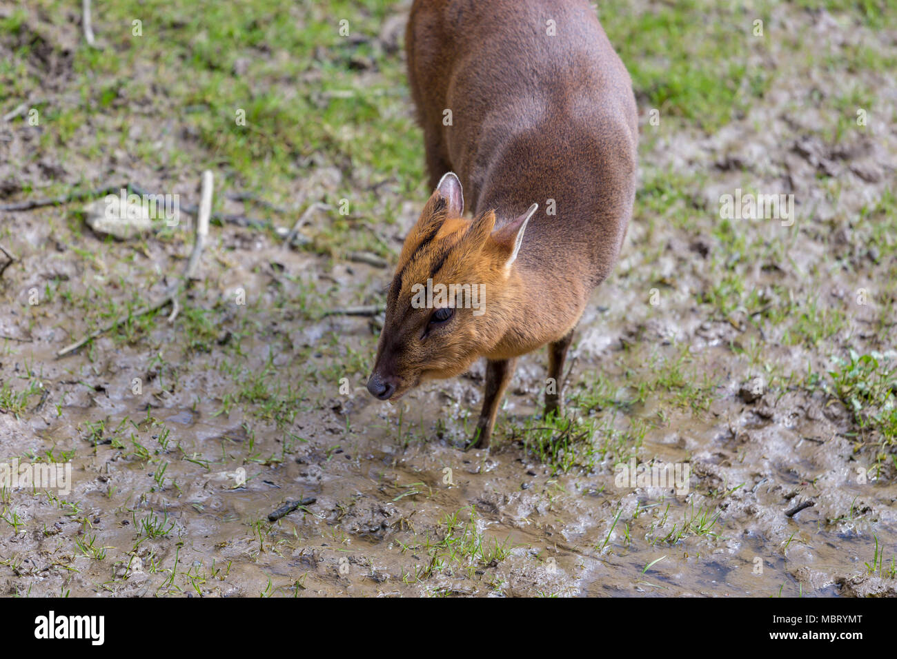 Muntjac deer grazing uk hi-res stock photography and images - Alamy