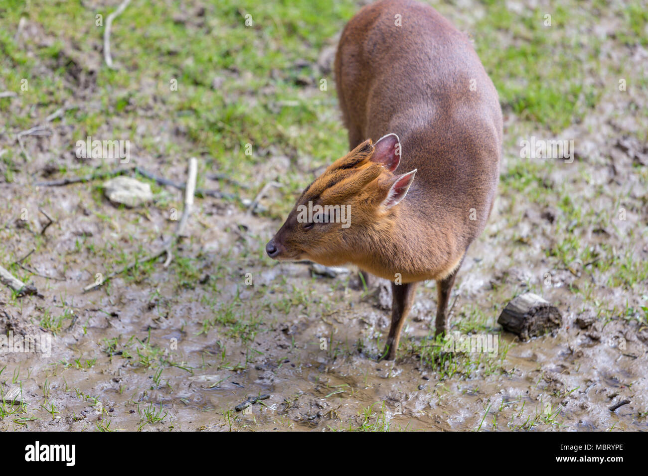 Adult female Reeve's Muntjac Deer (Muntiacus reevesi) at the British ...