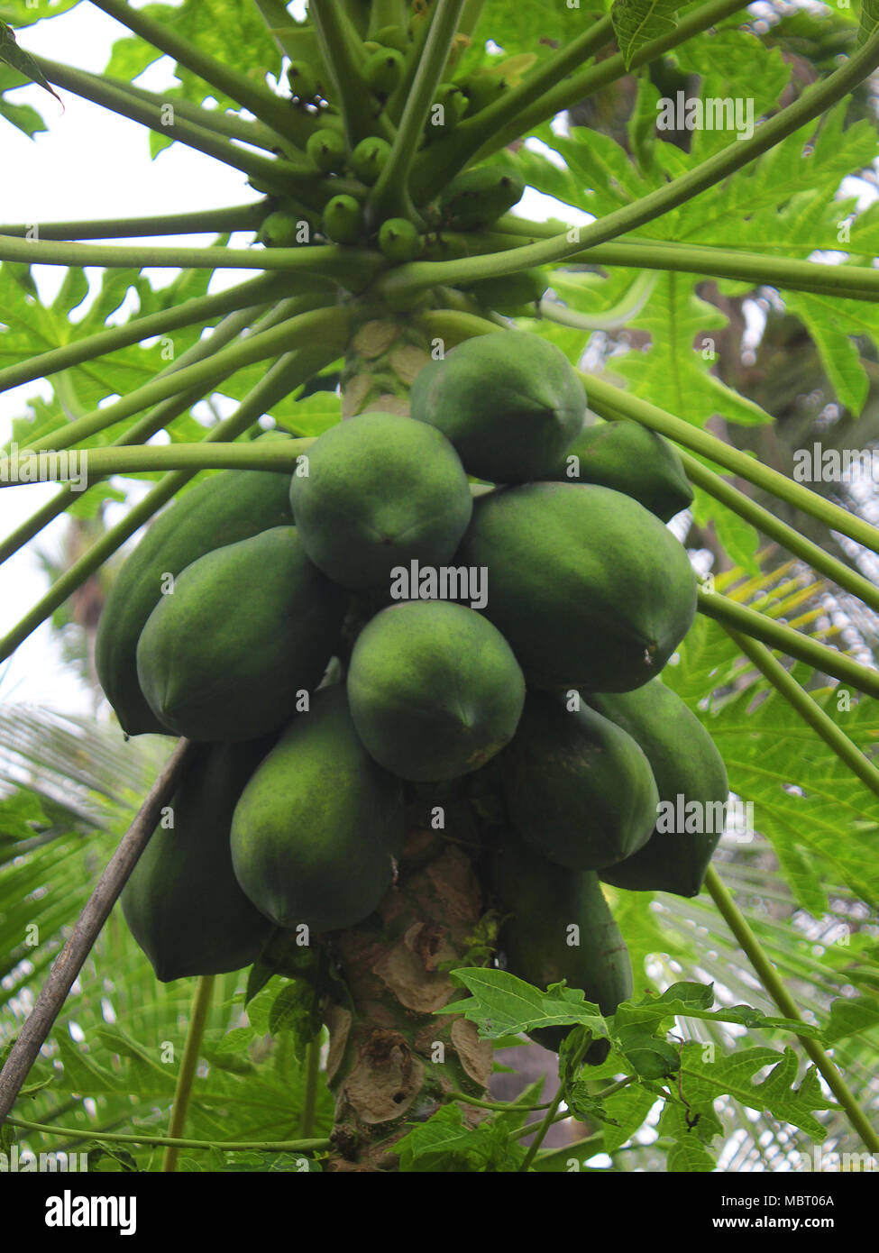 Nature fresh green papaya on tree with fruits Stock Photo - Alamy