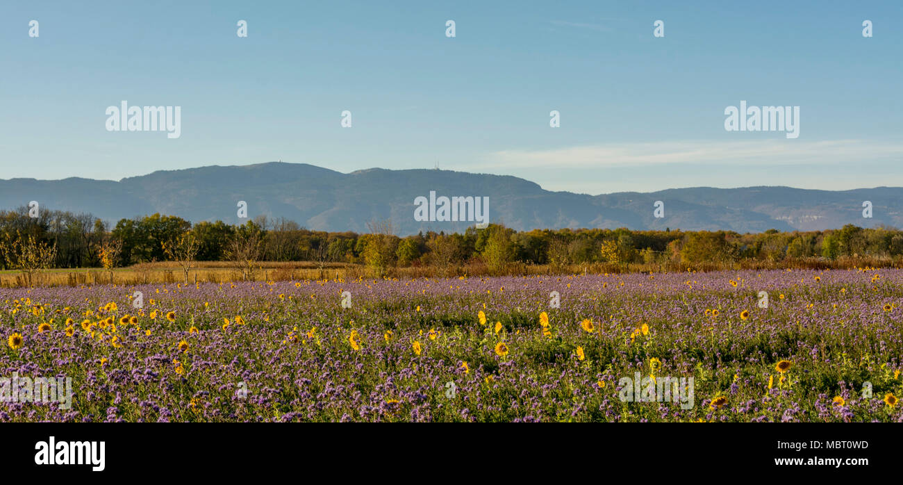 View on the Jura Mountains from Douvaine village. Haute Savoie. France ...