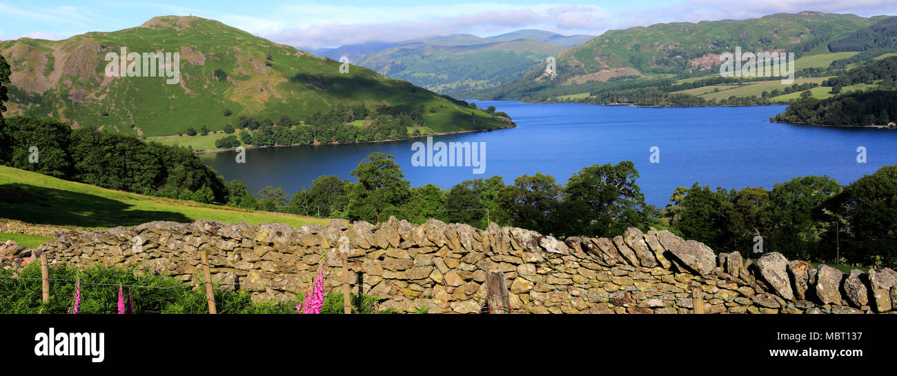 Foxglove flowers, Howtown village, Ullswater, Lake District National ...
