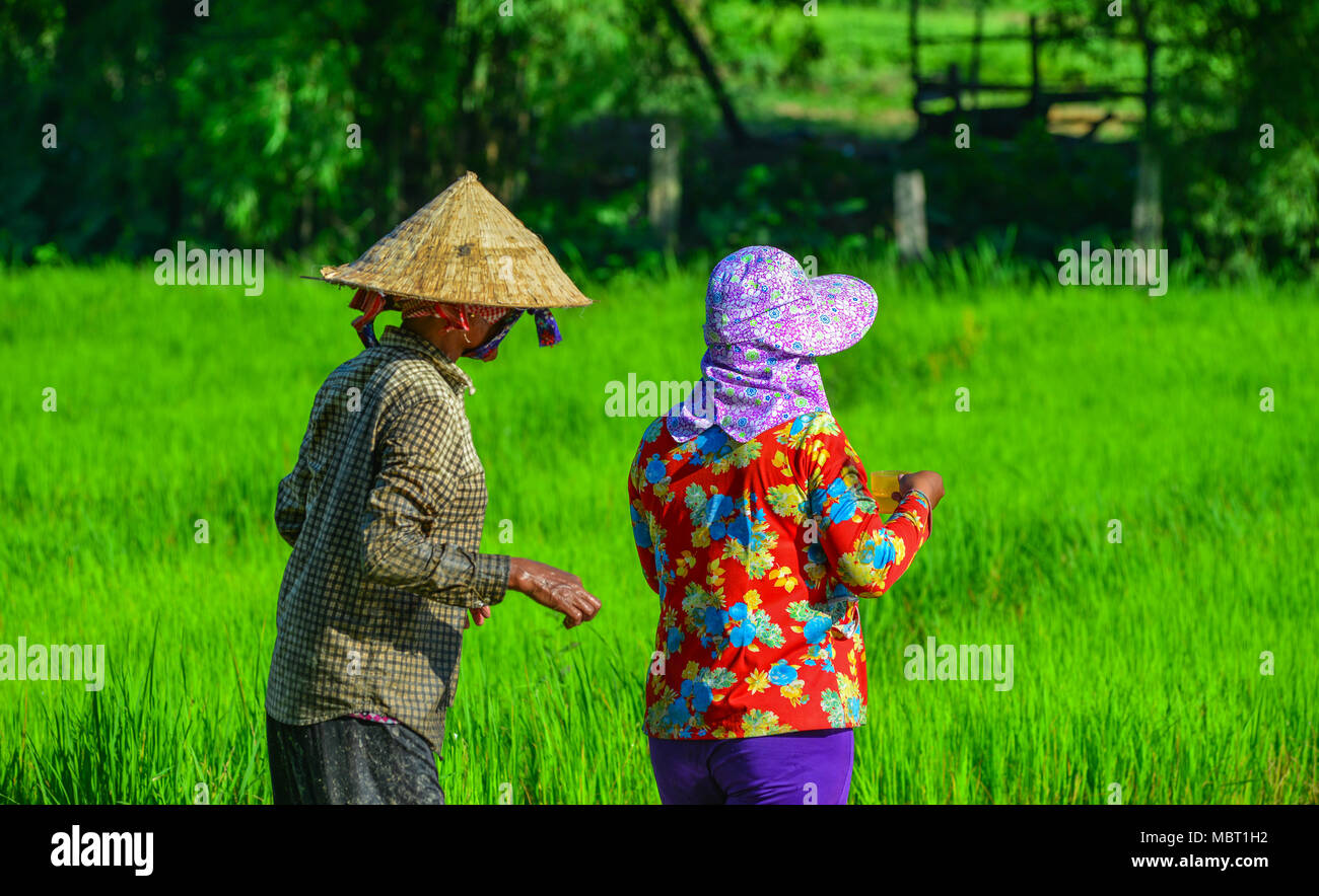 Mekong delta women in rice field hi-res stock photography and images ...