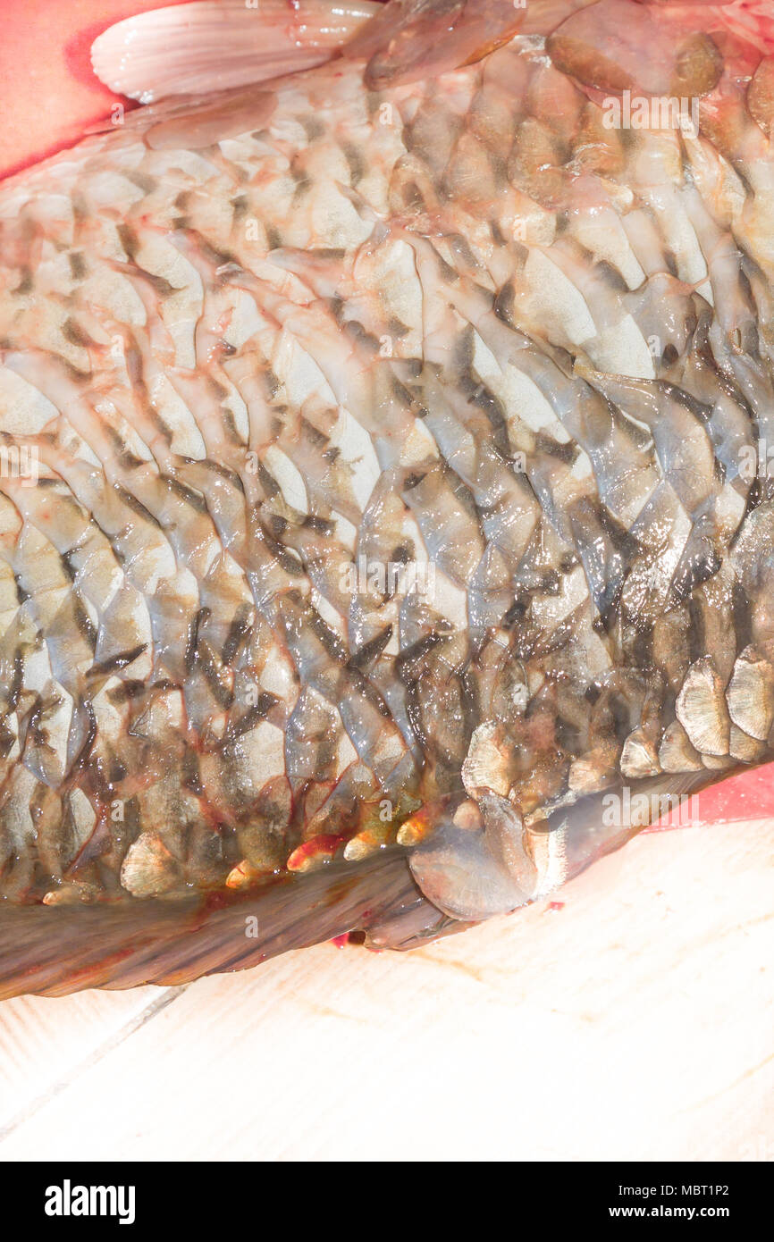 Cleaning fresh fish carp from scales with a special knife Stock Photo ...