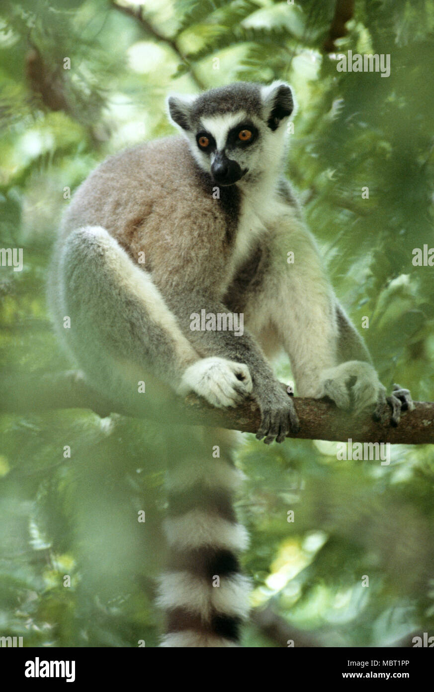 Ring-Tailed Lemurs, Madagascar, East Africa Stock Photo - Alamy