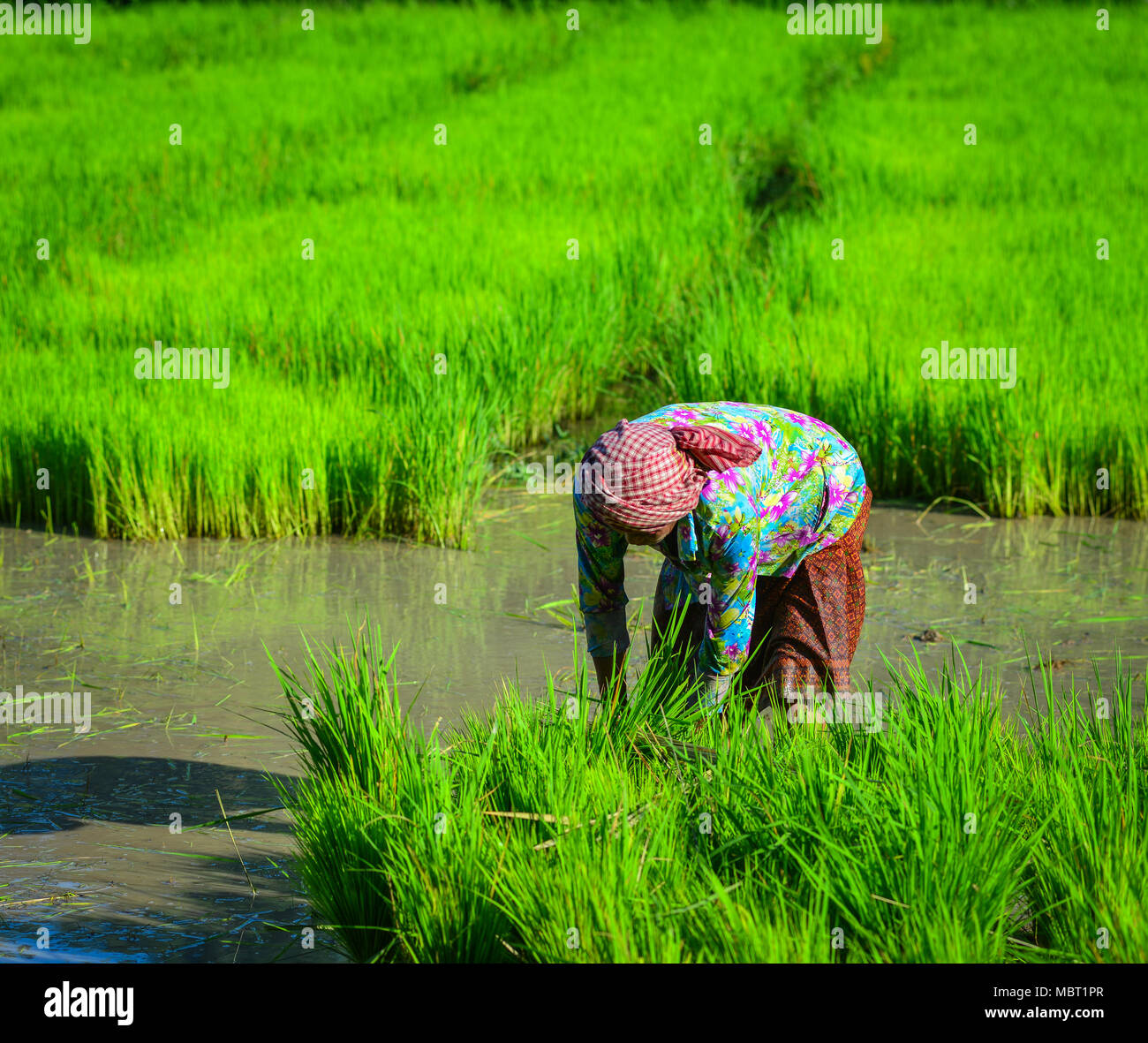 A woman working on the rice field at sunny day in An Giang, Southern ...