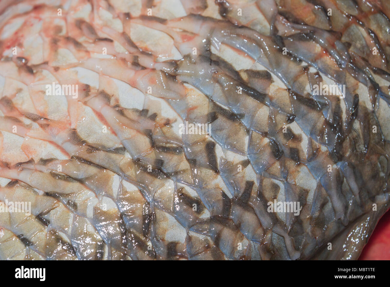 Cleaning scales of fish hi-res stock photography and images - Alamy