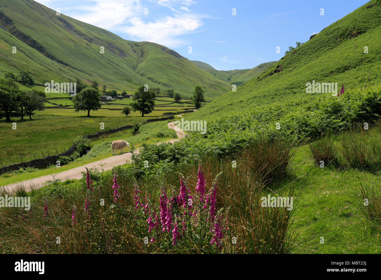 Summer view of the Fusedale valley, Martindale, Lake District National ...