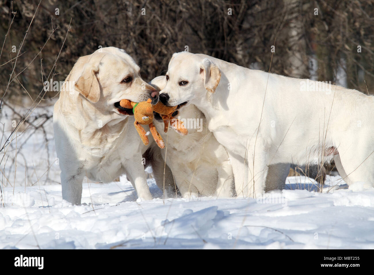 three yellow labradors in the snow in winter with a toy portrait Stock ...