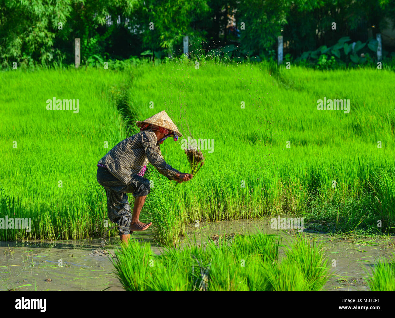A woman working on green rice field in Southern Vietnam Stock Photo - Alamy