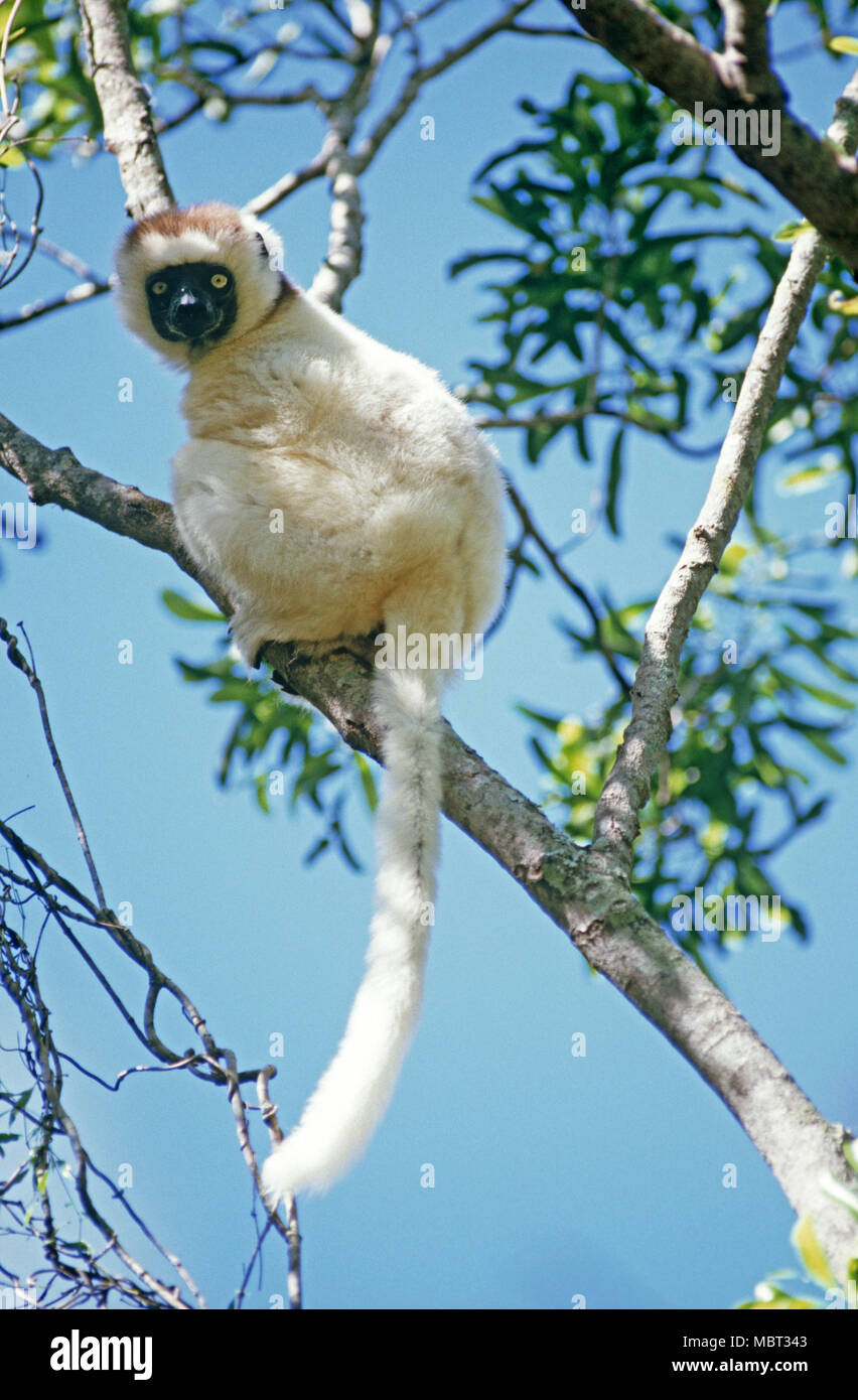 Sifaka Lemur, Madagascar, East Africa Stock Photo - Alamy
