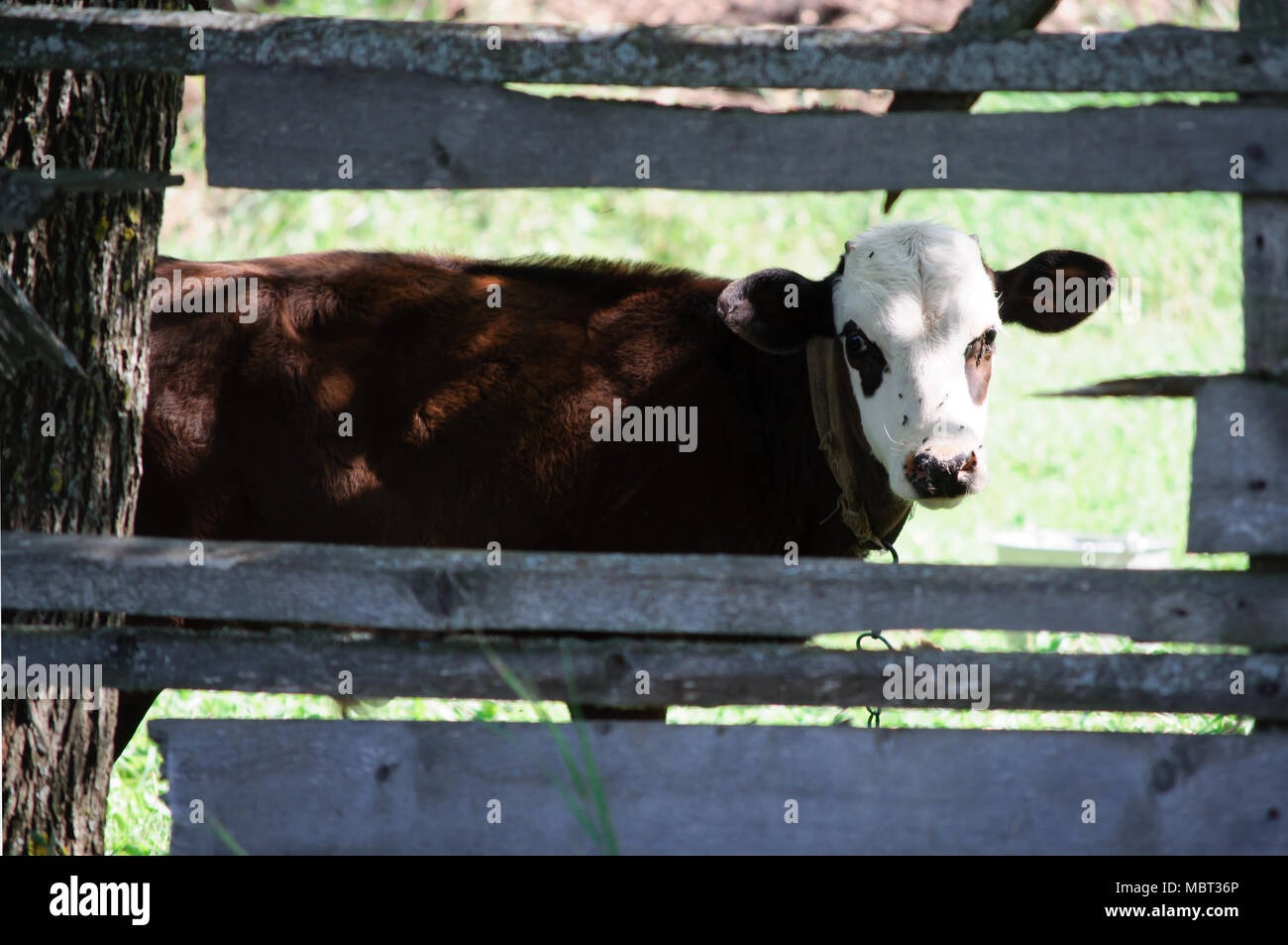 Young calf standing in the corral Russian farm Stock Photo - Alamy