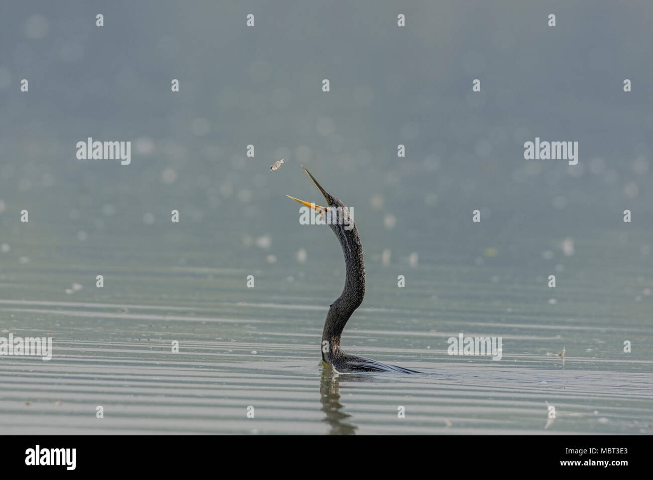 Tossing the fish hi-res stock photography and images - Alamy